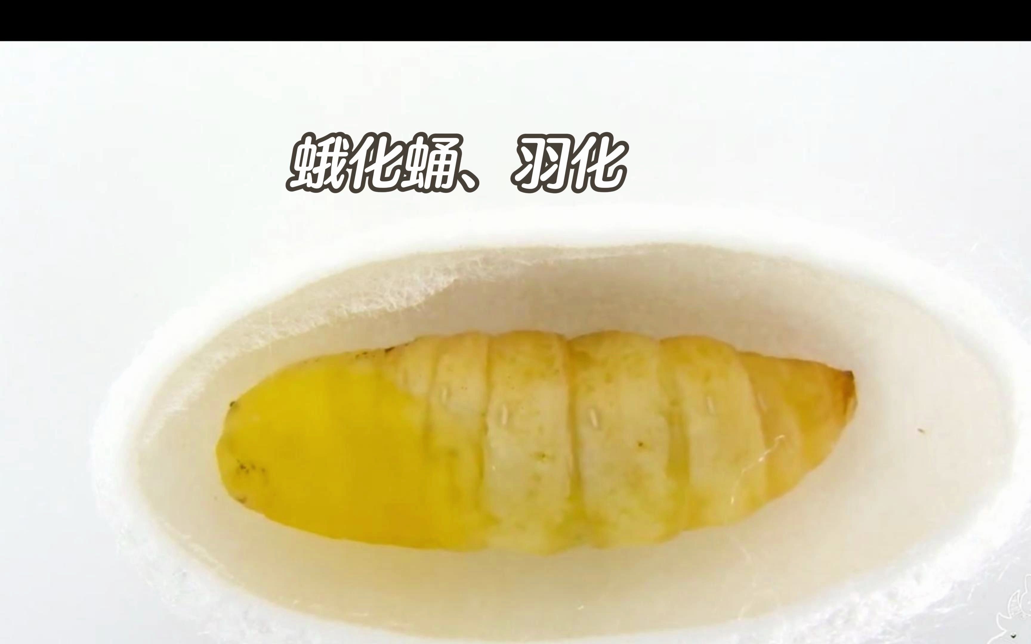 揭秘蚕在蚕茧中蜕变成蛾的过程