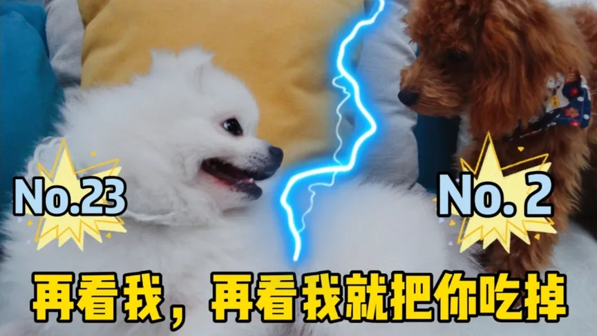 狗界智商排名二十三的小博美挑战智商第二的小泰迪,王者是谁呢?