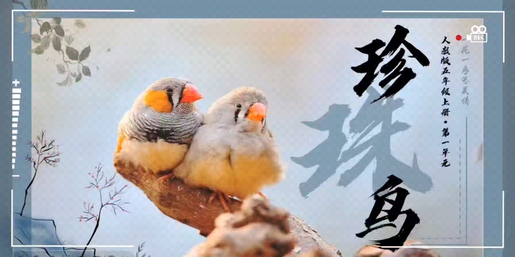 《珍珠鸟》课件 新课标学习任务群教学设计