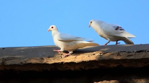 古代通信靠的是信鸽,信鸽是怎么知道送信位置的?今天算长见识了