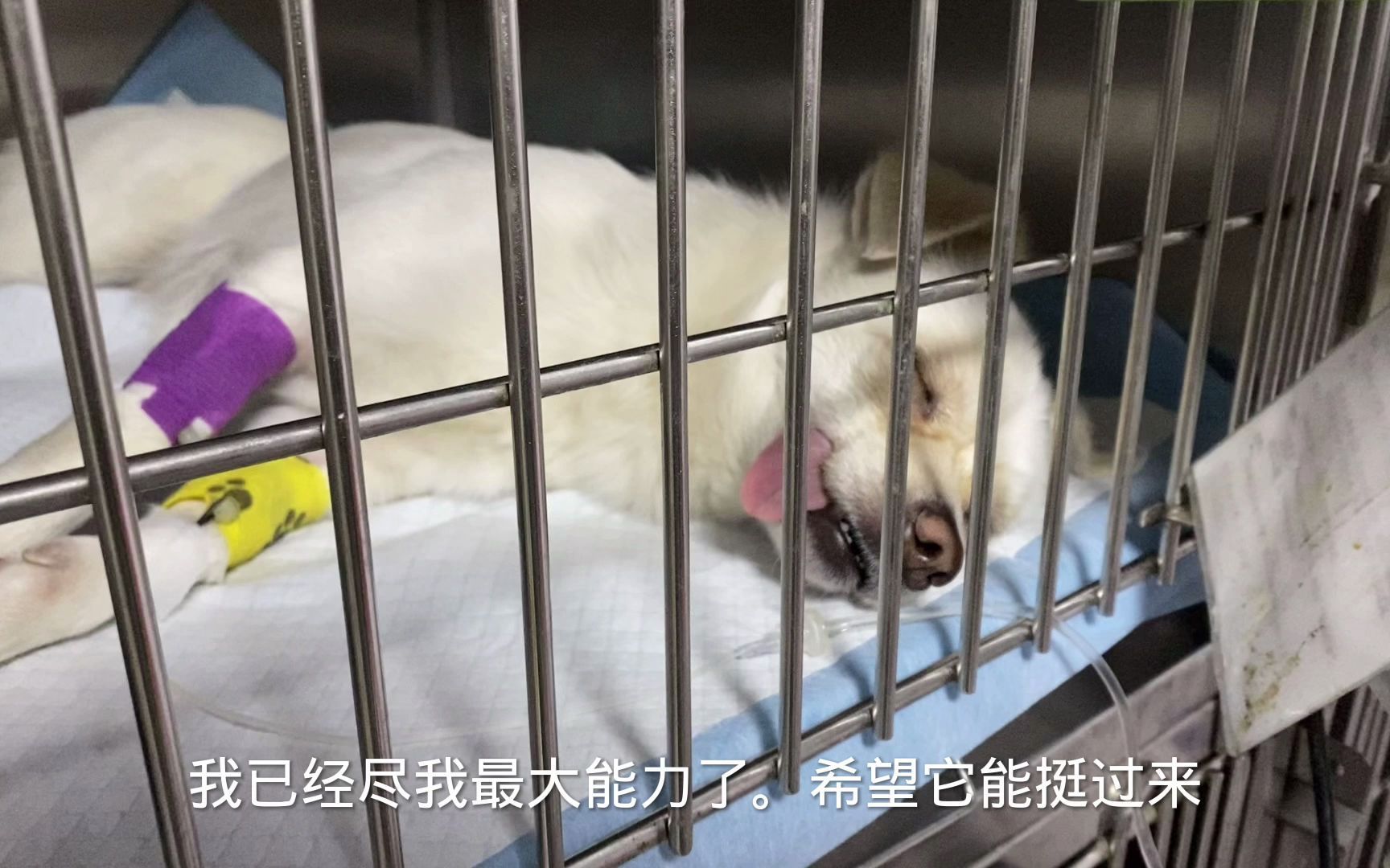 狗子中毒后的症状好吓人,及时送医后希望它挺过来