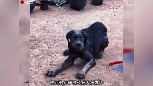 狂犬病发作有多恐怖?疯狗狰狞面目曝光,看完背后发凉!