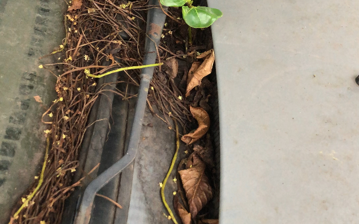 长在汽车挡风玻璃前的小植物