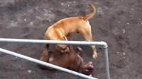 土狗被比特犬撕咬, 差点被咬死, 男孩出手相救, 狂打比特!