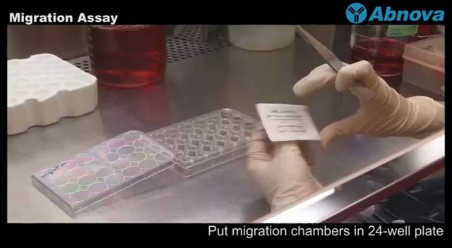 Transwell Migration Assay 细胞迁移实验操作教程