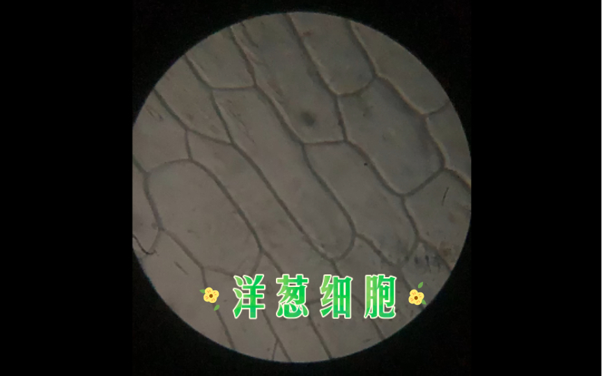 不同显微镜下的洋葱内表皮细胞