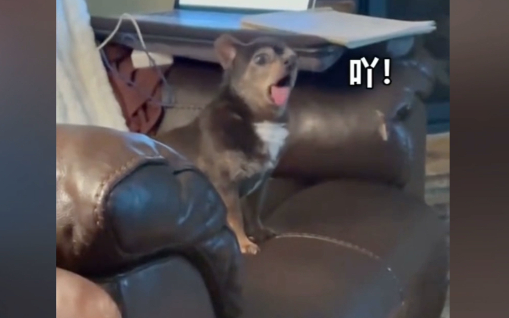 笑死了 谁能教教他们正宗的狗叫是什么样的?