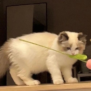 想成为靓仔的叼毛 