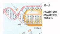 遗传信息的转录