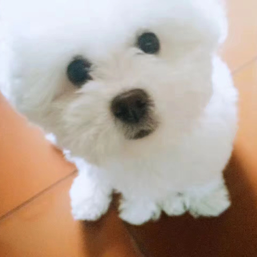 喜桃呢 