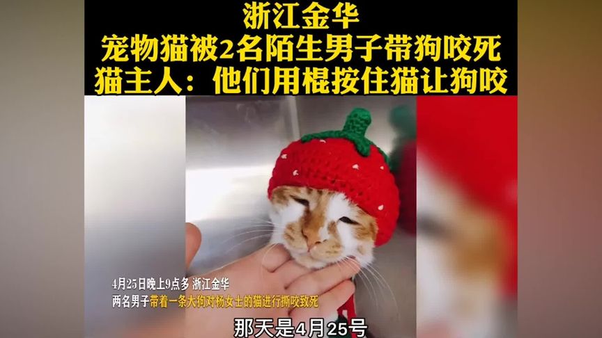 宠物猫被狗咬死