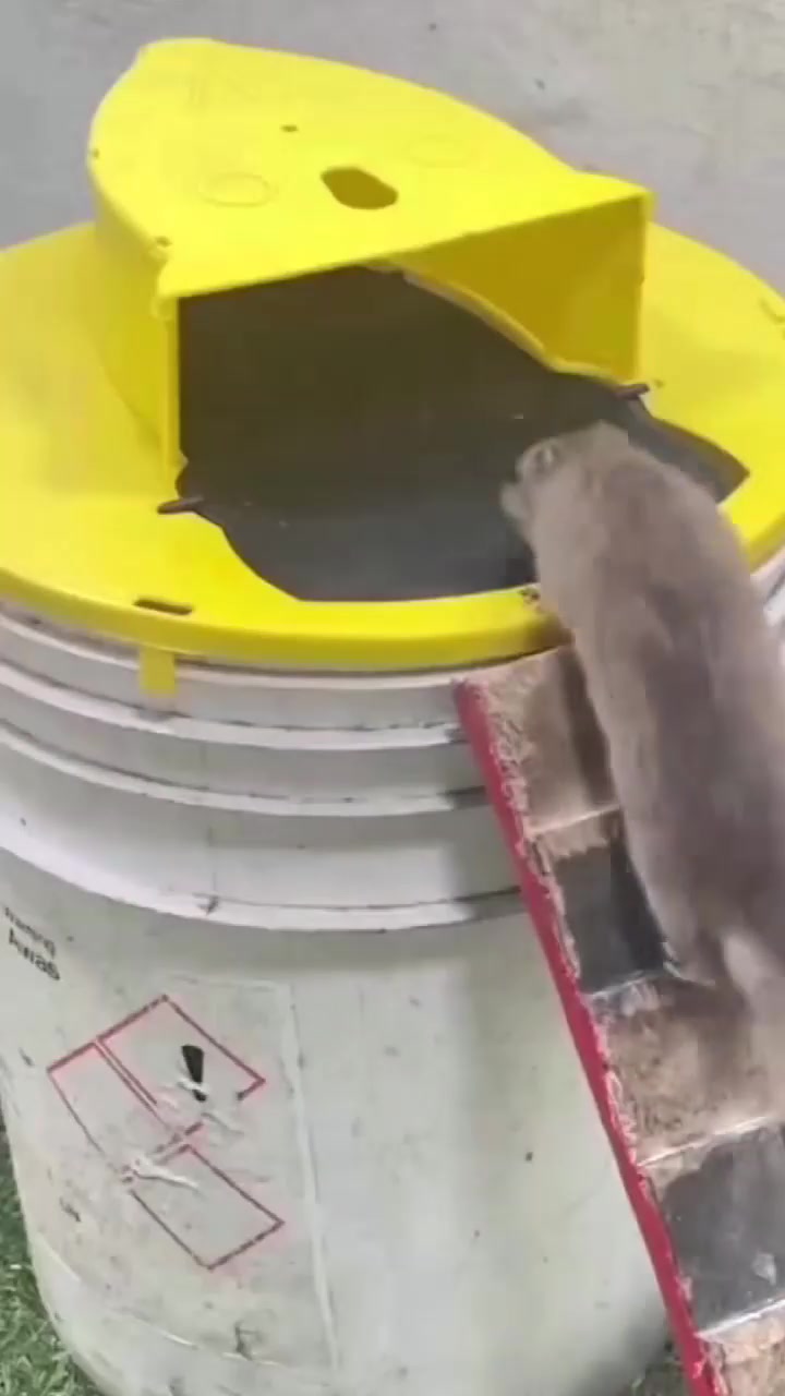 翻盖捕鼠器自动桶盖陷阱重置神器室内家用重复使用捉器灭鼠老鼠