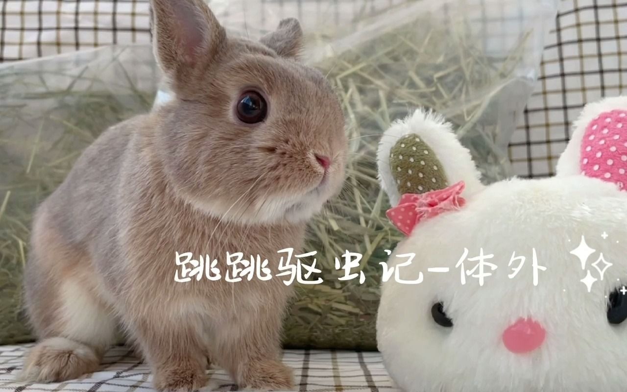 【养兔科普】如何给宠物兔驱虫?