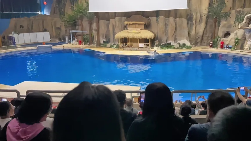 人类和海豚玩耍视频 海豚 海洋馆打卡