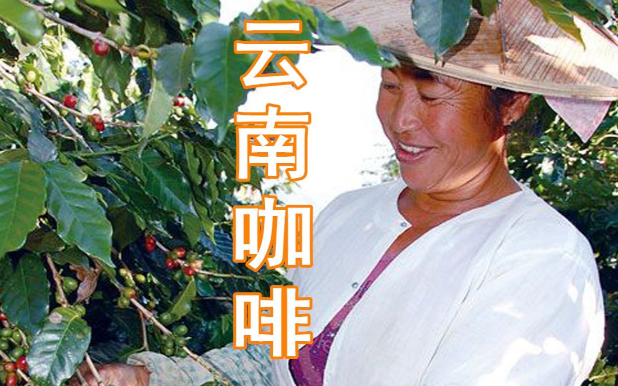 两分半带你了解【云南小粒咖啡】