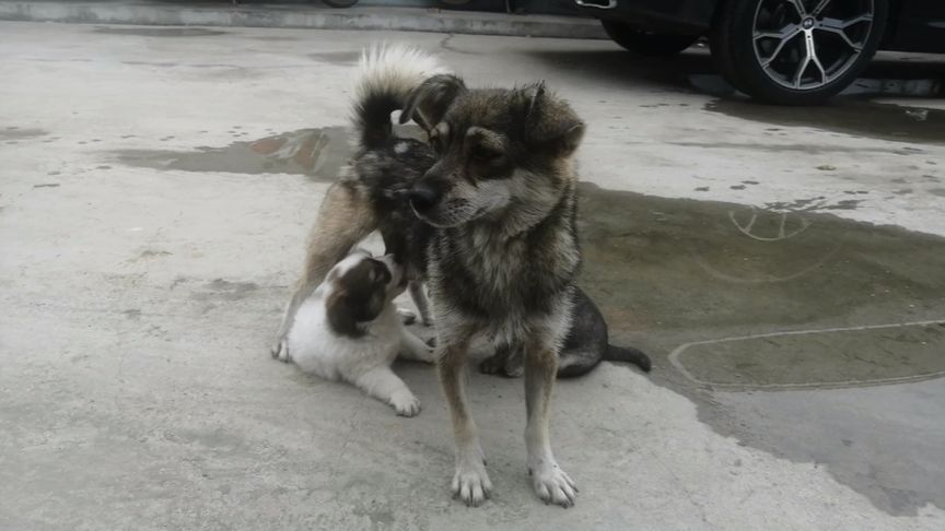 狗狗的快乐生活#记录狗宝宝生长过程