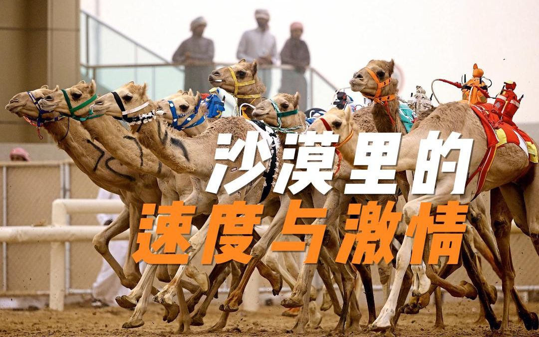 卡塔尔土豪精彩刺激的骆驼比赛,尝试解说一下!【Javad说中东】