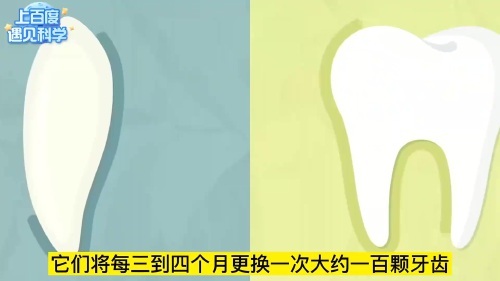 人类牙齿再生之谜:为何成年后无法像动物般换牙?