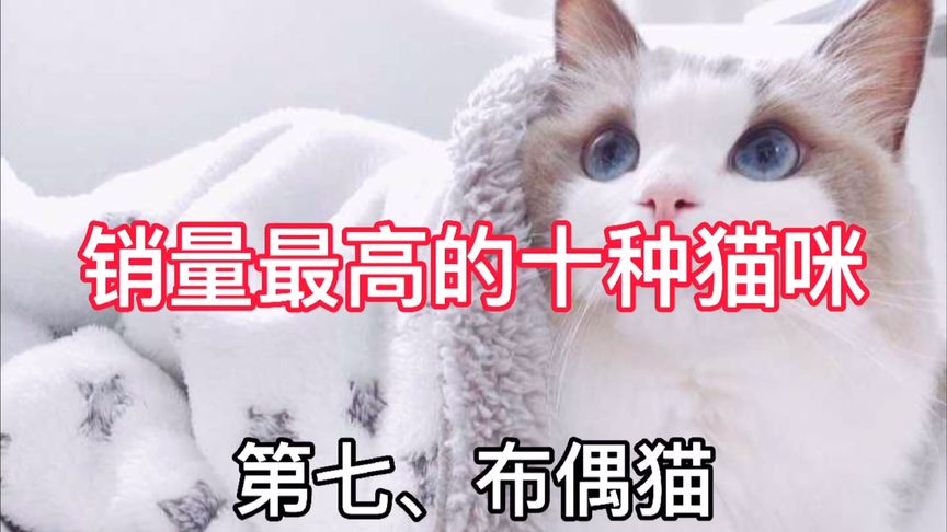新手养猫需知:销量排名前10的猫咪,你会选择哪一只呢?