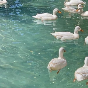 鲲鹏振翅高飞 