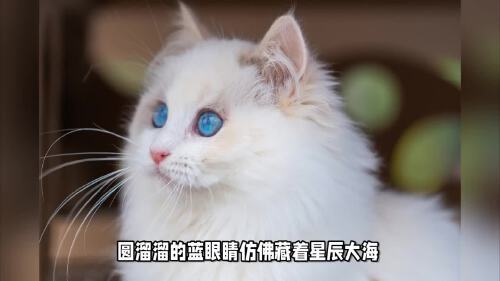 布偶猫讨厌主人有哪些表现?从粘人到高冷:态度转变的预警信号