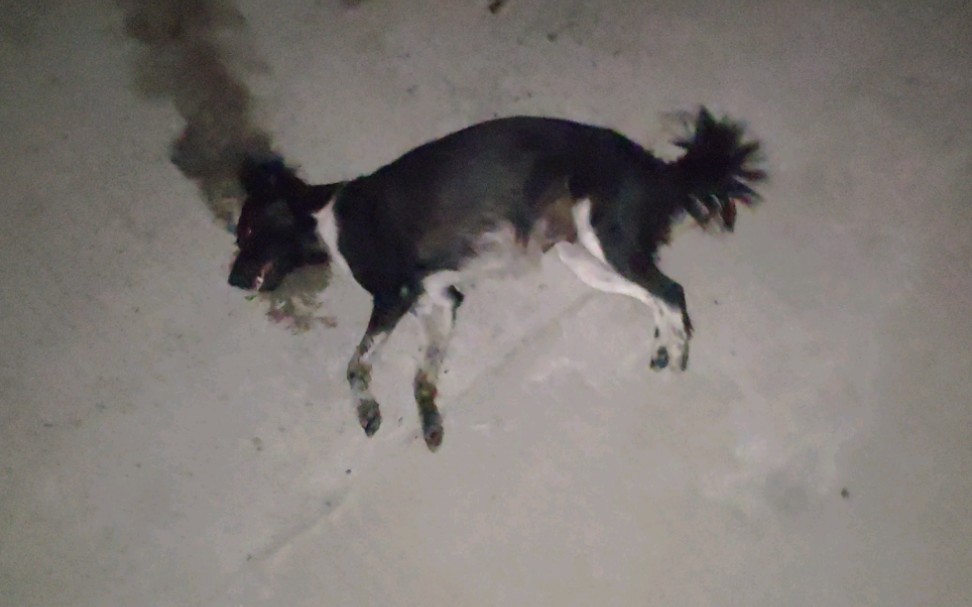 半夜回家路上遇到只抽搐的狗狗,也不知道怎么了。