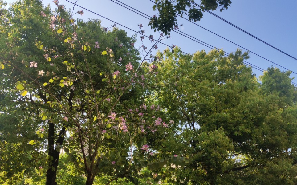 2个率的卡方检验 下