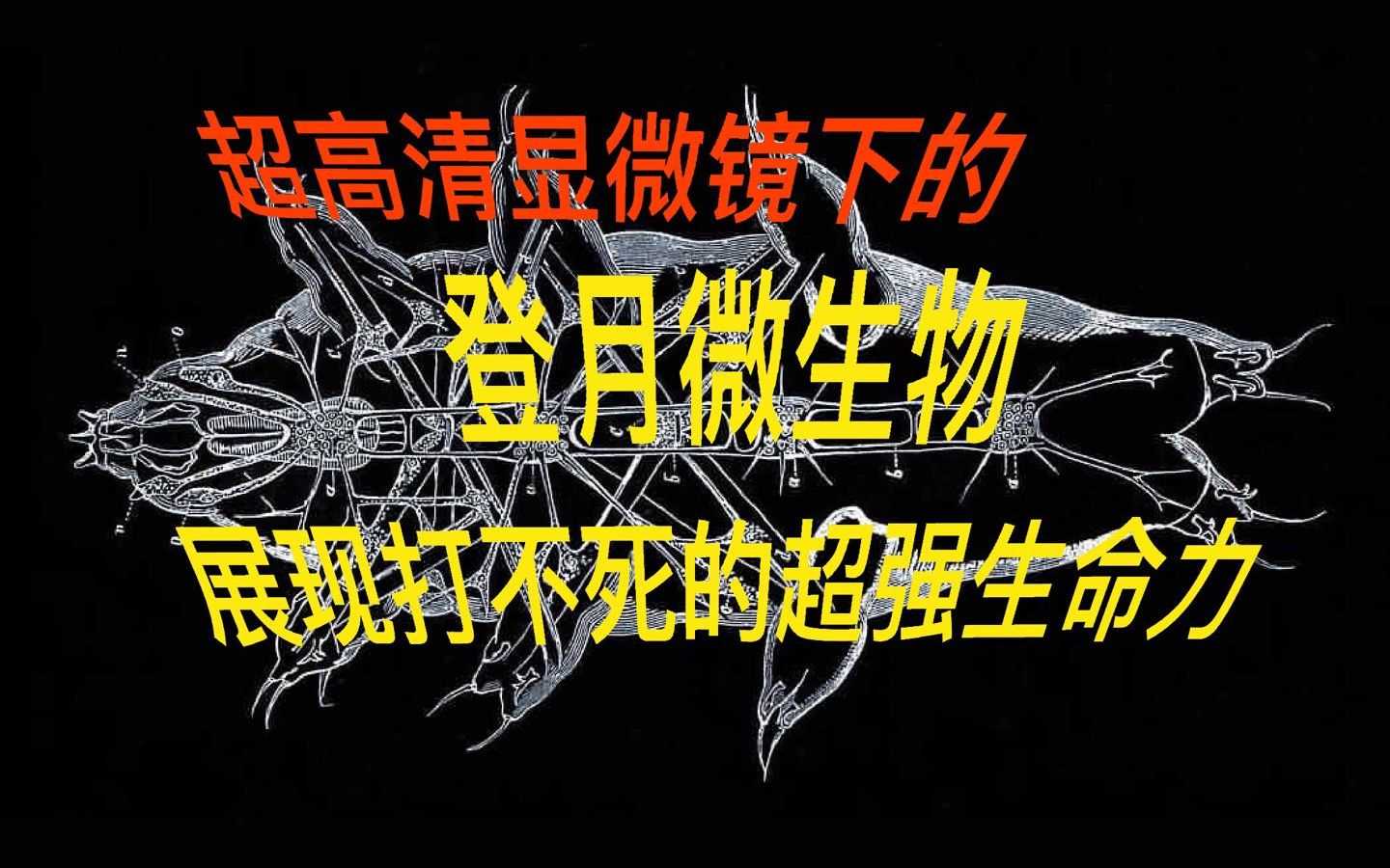 ...生活习惯】登月微生物展现打不死的超强生命力 缓步动物 高清水熊虫