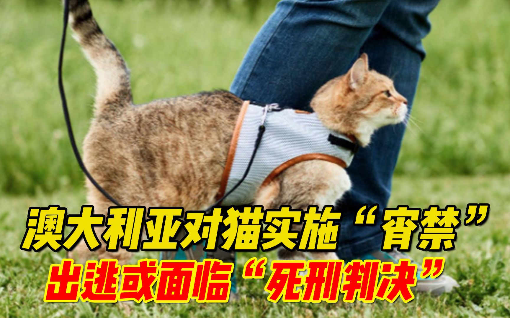 澳大利亚对猫实施“宵禁”:出逃或面临“死刑判决”,限制每户养猫...