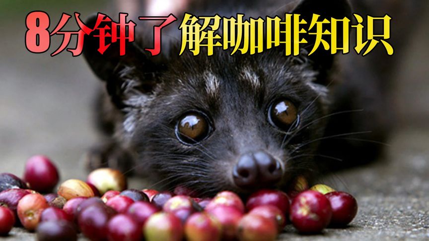 8分钟解说咖啡知识,入门级咖啡基础知识,看完后你就懂咖啡了