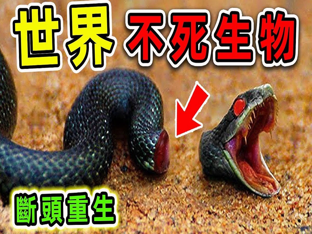 全世界最可怕的10种不死生物,脑袋沒了还能重生,第一名竟然就在我们...