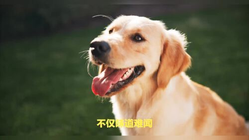 怎样训练狗狗定点大小便?从观察信号到奖励机制,一篇全掌握