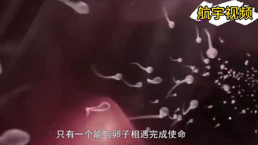 女性是怎样怀孕的?看完别笑,原来怀孕那么难