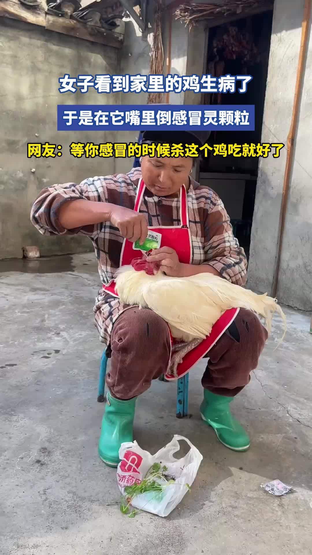 女子看到家里的鸡生病了,于是在它嘴里倒感冒灵颗粒