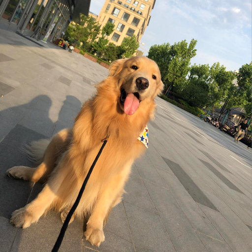 宁波慈溪绍兴狗狗市场 