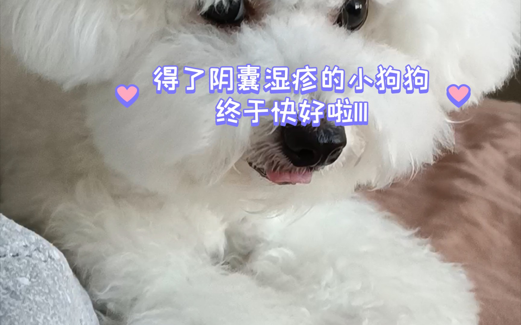 得了阴囊湿疹的小狗狗第十二天,终于快好了,感谢那些回复我的铲屎官...