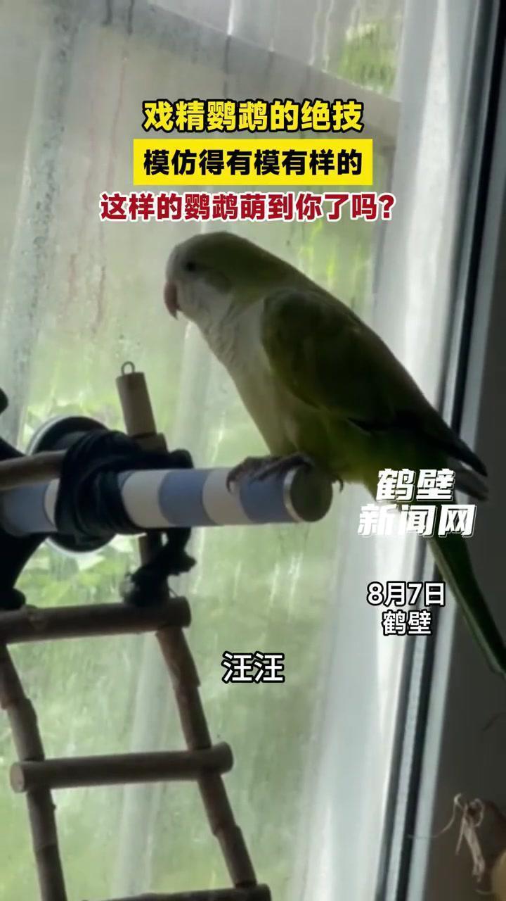 ...绝技,模仿得有模有样的,这样的鹦鹉萌到你了吗?#鹦鹉#动物的迷惑行为