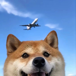 饿了吃苦 