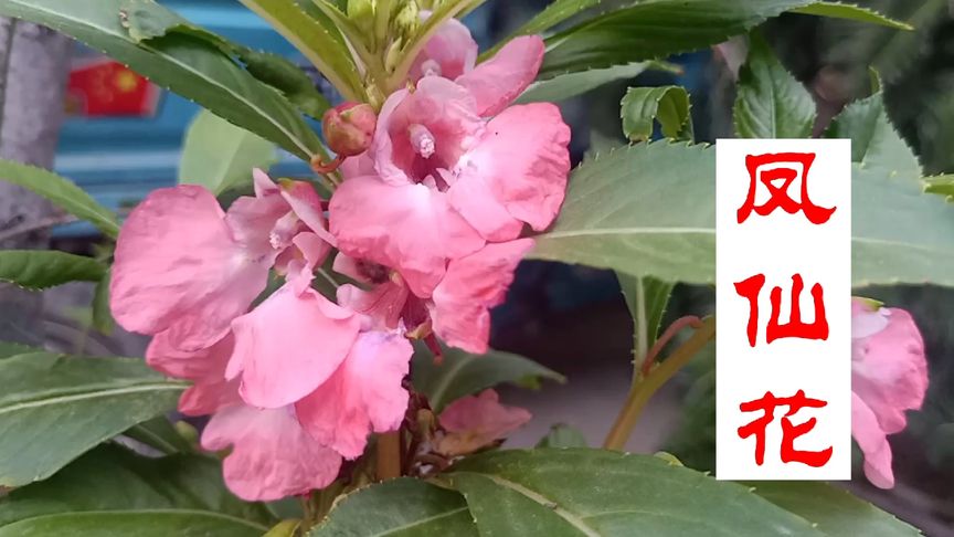 40秒了解农村最常见的——凤仙花