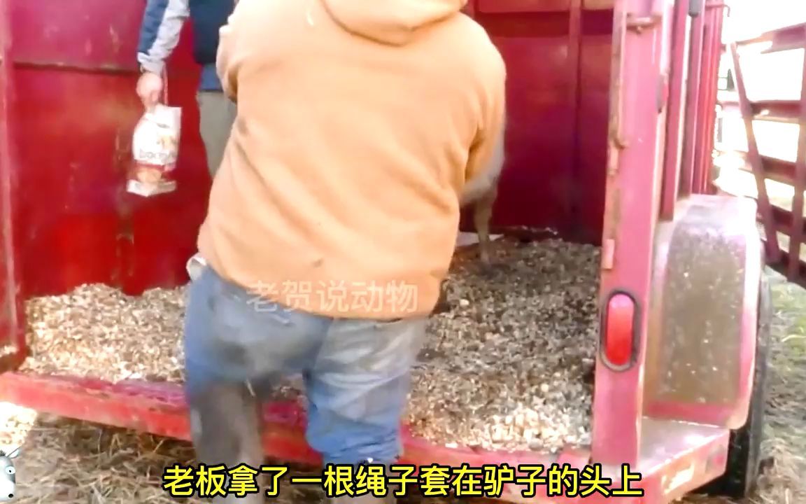 母驴配种过程,50岁的大叔给农场里的迷你驴配种,母驴有的认生!
