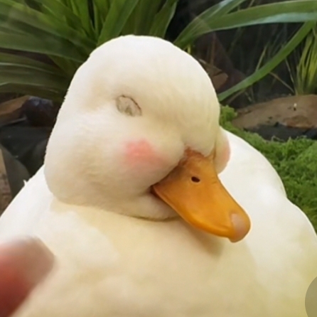 宇宙超级无敌大美女哈 