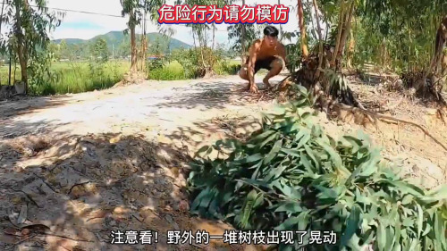 野外树枝出现了晃动,男子查看却发现只"大猩猩",它把他抓走了