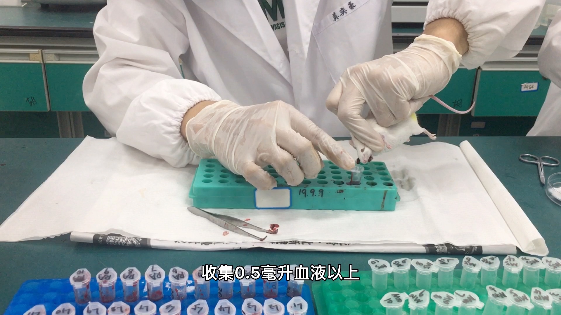 小鼠眼球采血,实验必备操作,快来收藏吧～