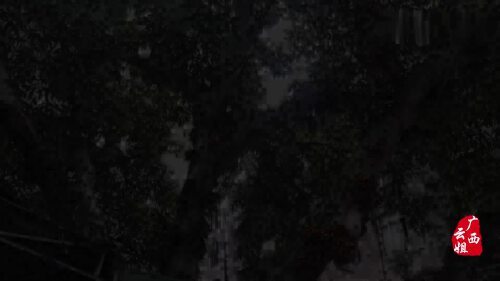 价值百万的宅基地上,百年老树树干上结果,有谁认识这是什么树吗