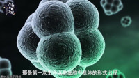 半分钟看完地球的生命进化史