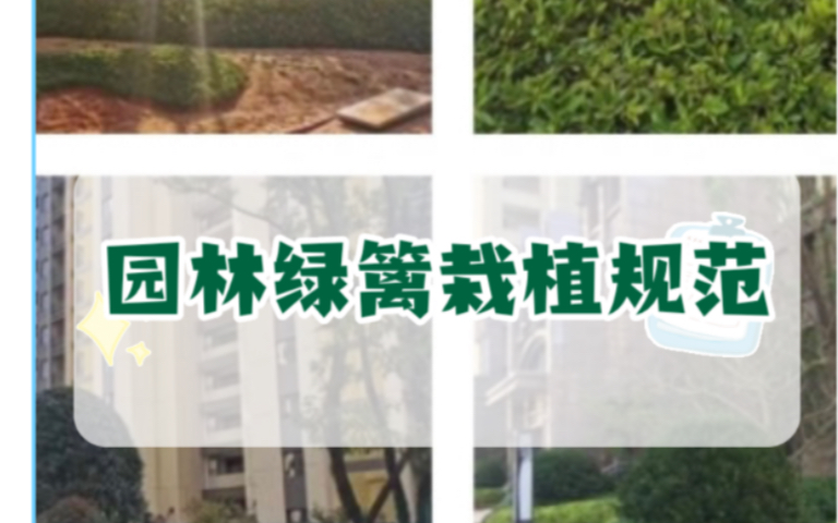 园林绿篱的栽植规范(上)