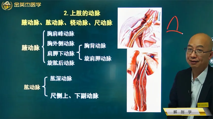动脉02上肢动脉:腋动脉、肱动脉、桡动脉、尺动脉的组成和分布