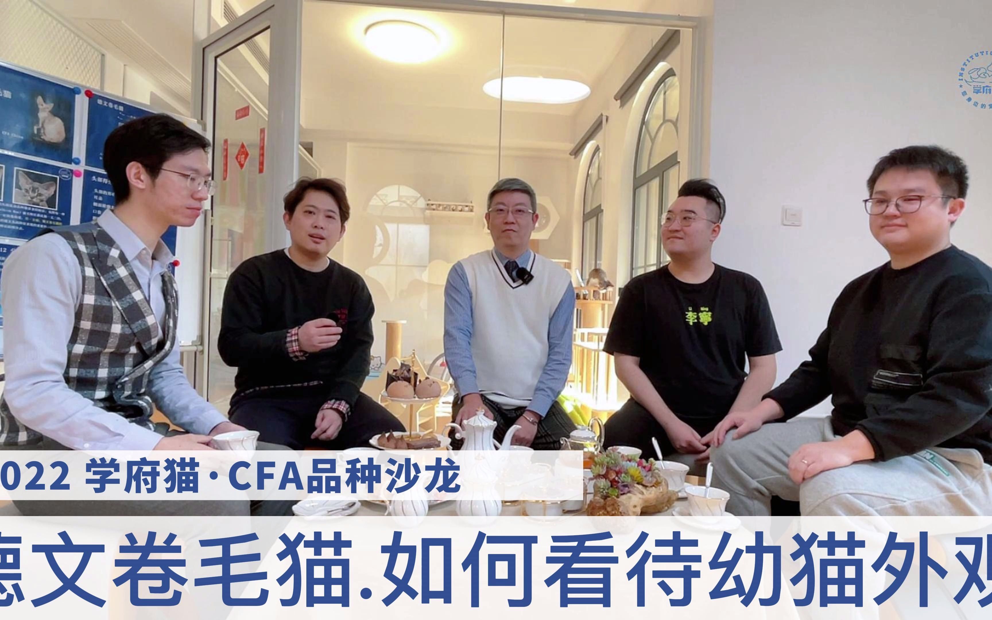 【学府猫】品种沙龙:德文卷毛猫,第五期:如何看待德文幼猫外观