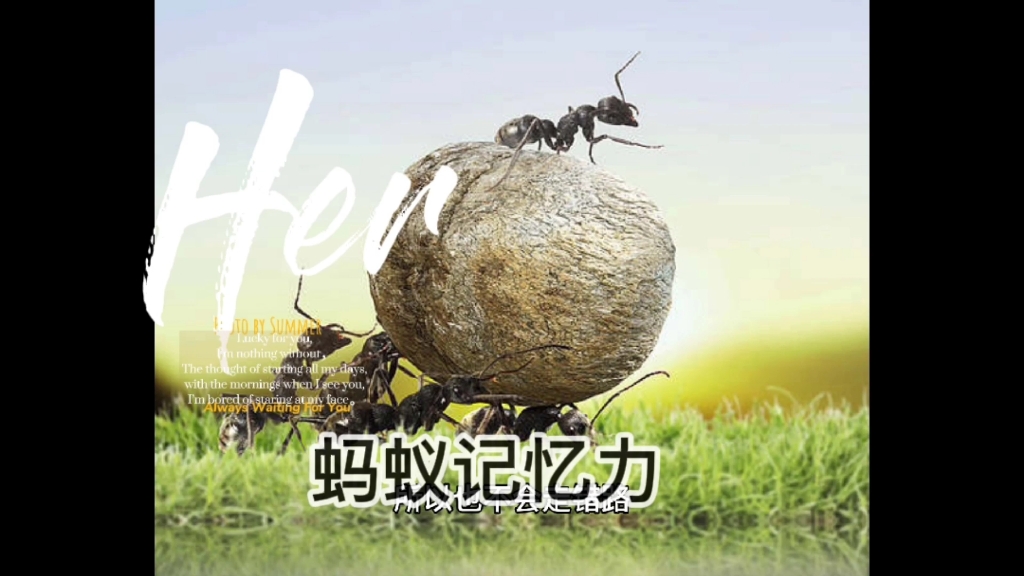 蚂蚁的记忆力到底有多强大