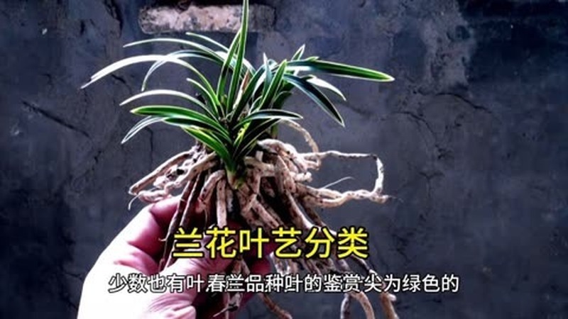 国兰品种之一春兰品种叶的鉴赏分类知识内容总结